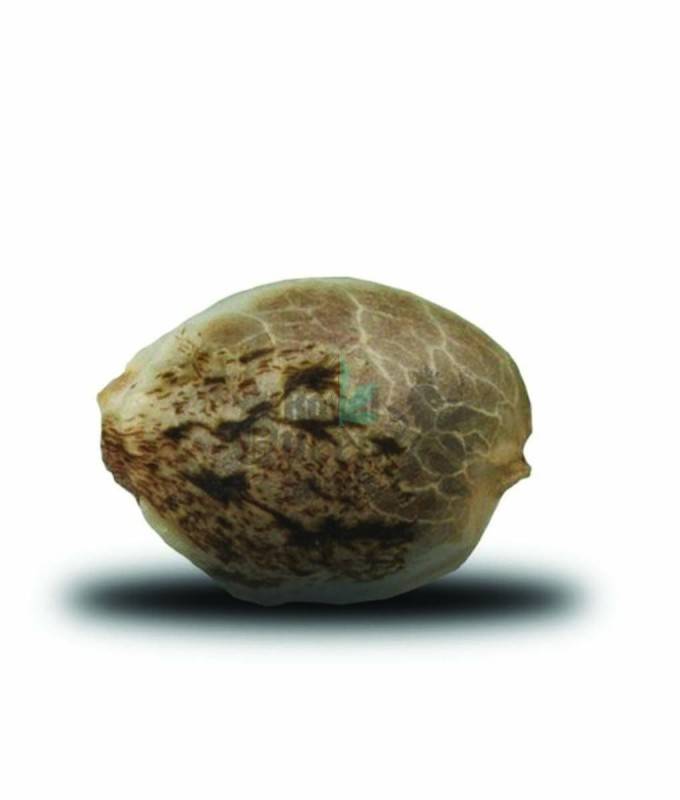 Special Queen #1 - Características + Venta + Opiniones | Ecomaria