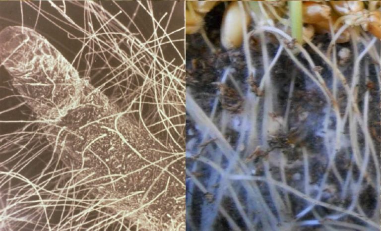 Micorriza - Explicación, beneficios en tu cultivo y venta | Ecomaria